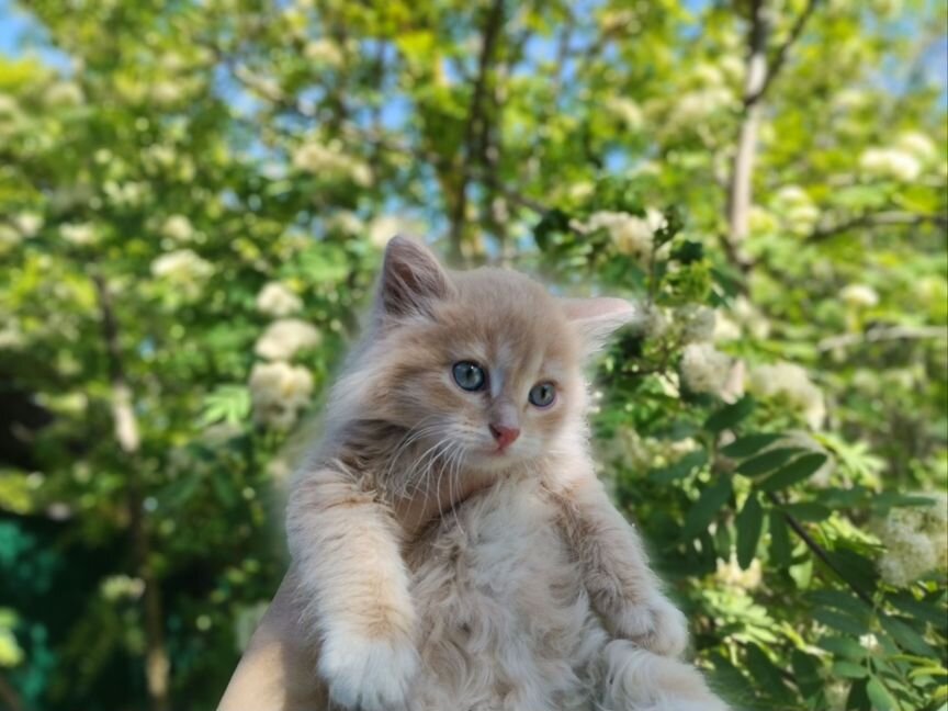 Сибирские котята