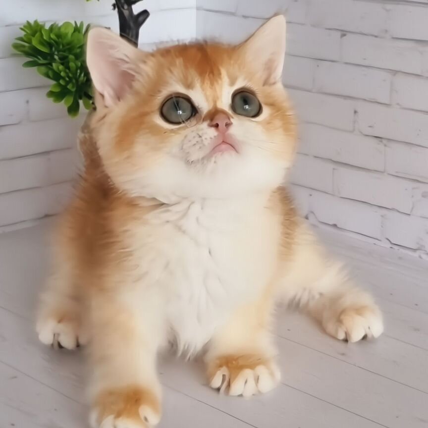 Шотландский прямоухий короткошёрстный котёнок