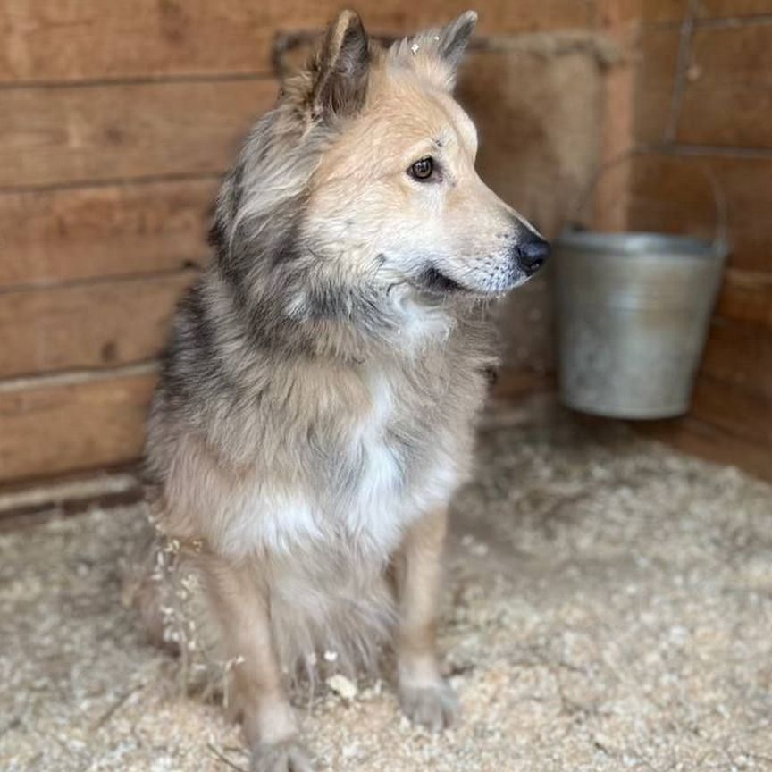 Взрослый пёс в добрые руки