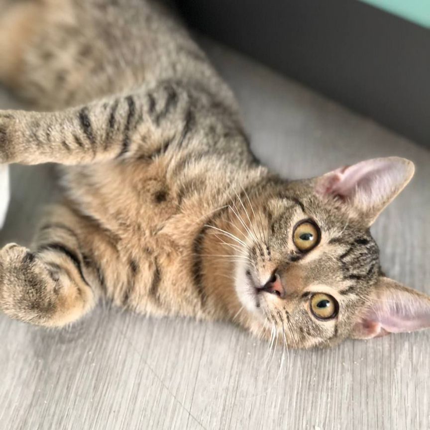 Котёнок Иванушка
