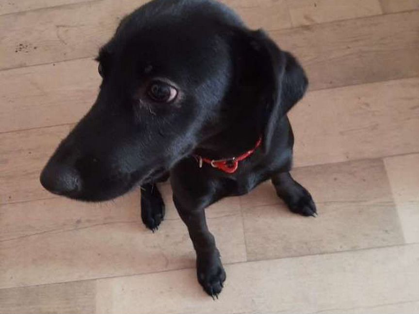 Маленькая собачка