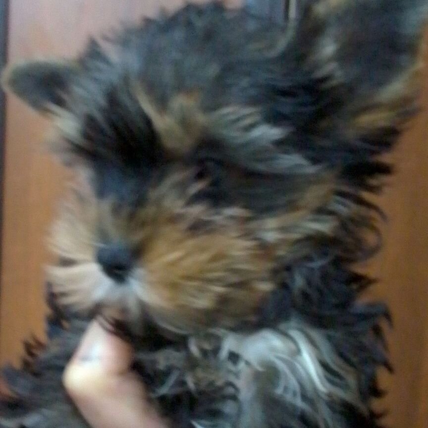 Щенок от частного владельца