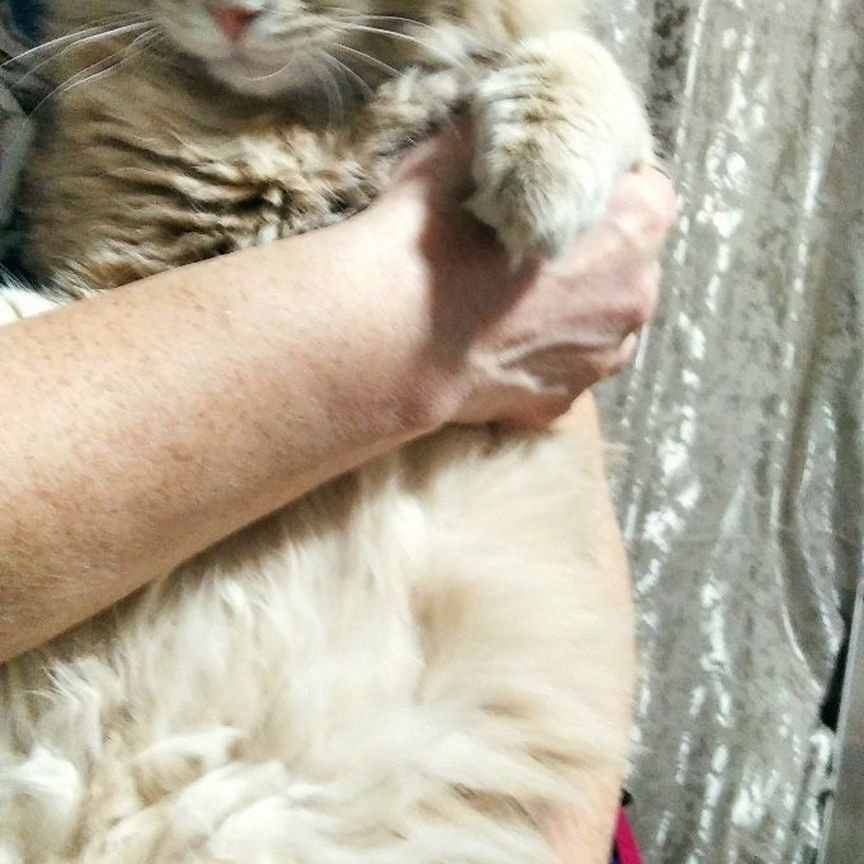 Кот в добрые руки