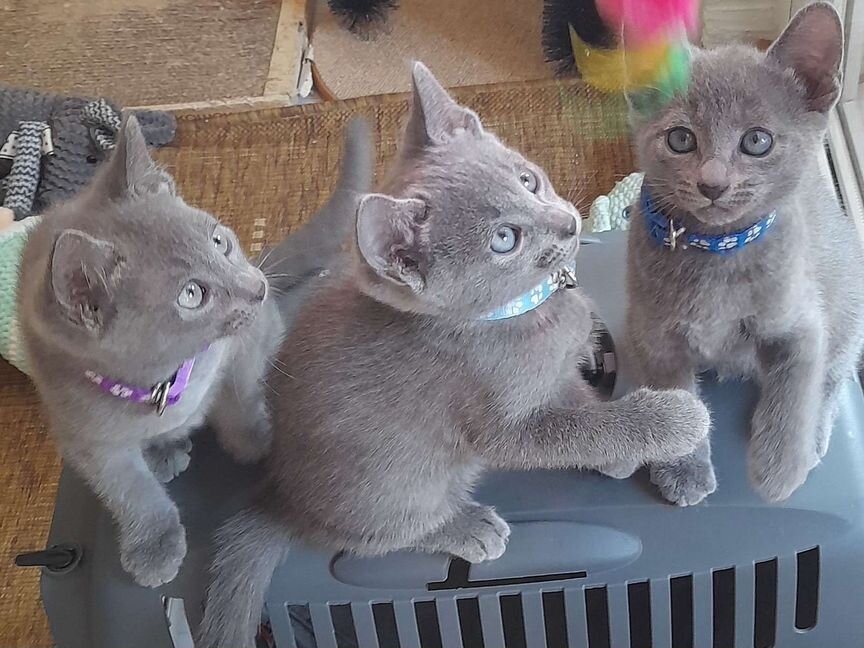 Кошка