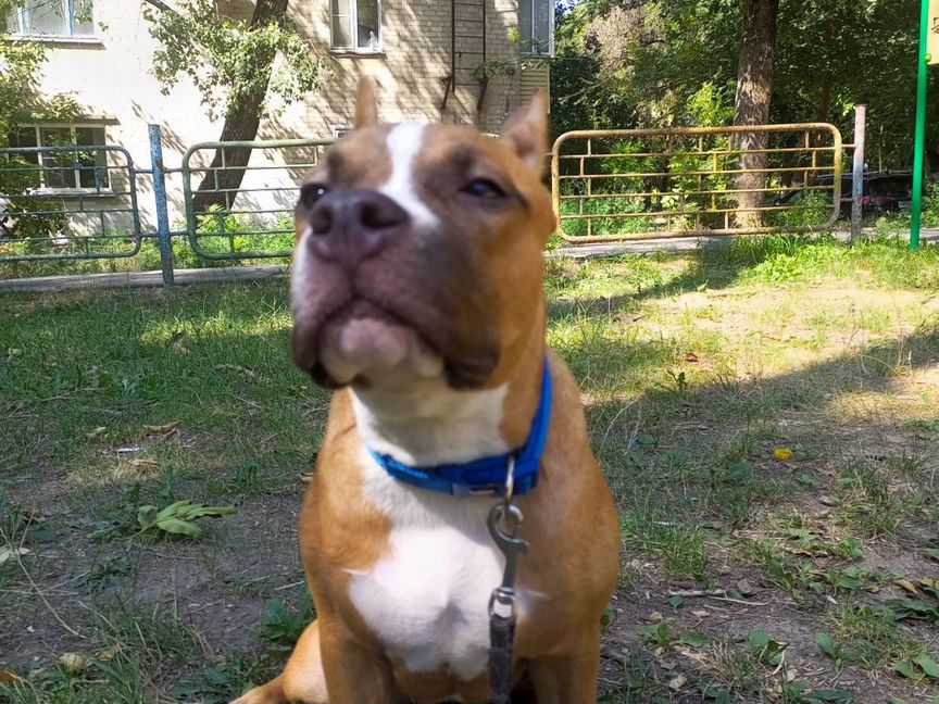 Американский булли