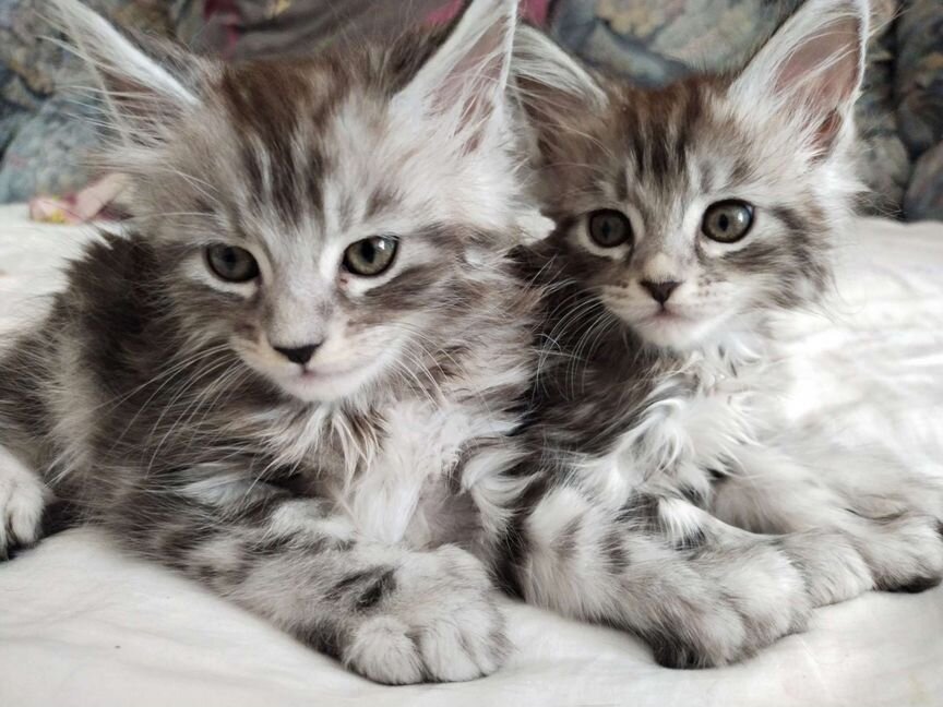 Продам котят
