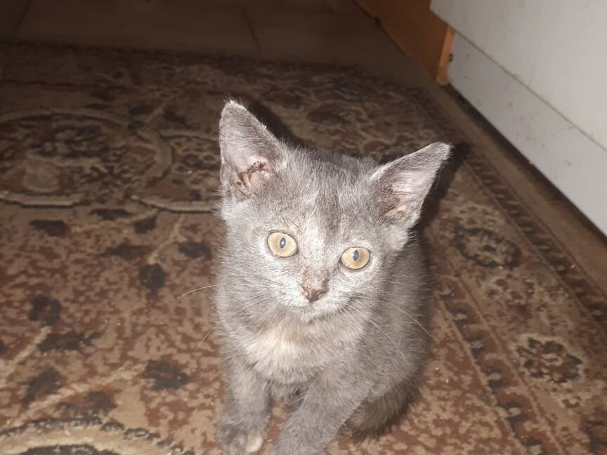 Кошки