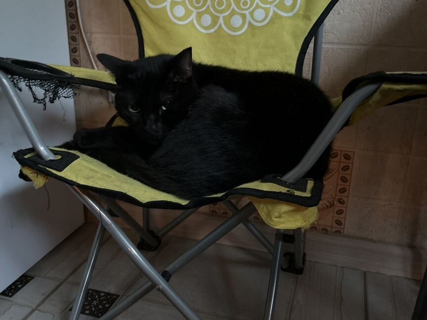 Домашние животные кошки