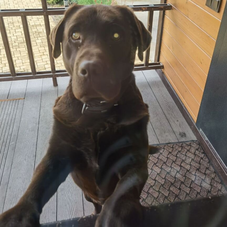 Лабрадор-ретривер, взрослый пёс