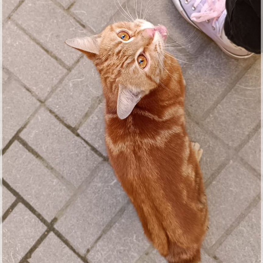 Рыжий котик