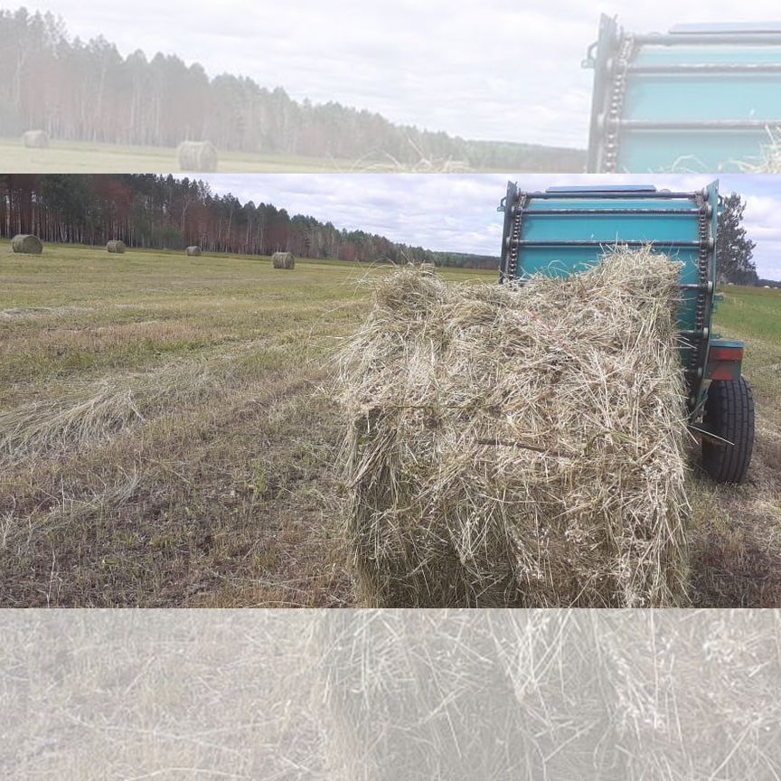 Продам сено в рулонах