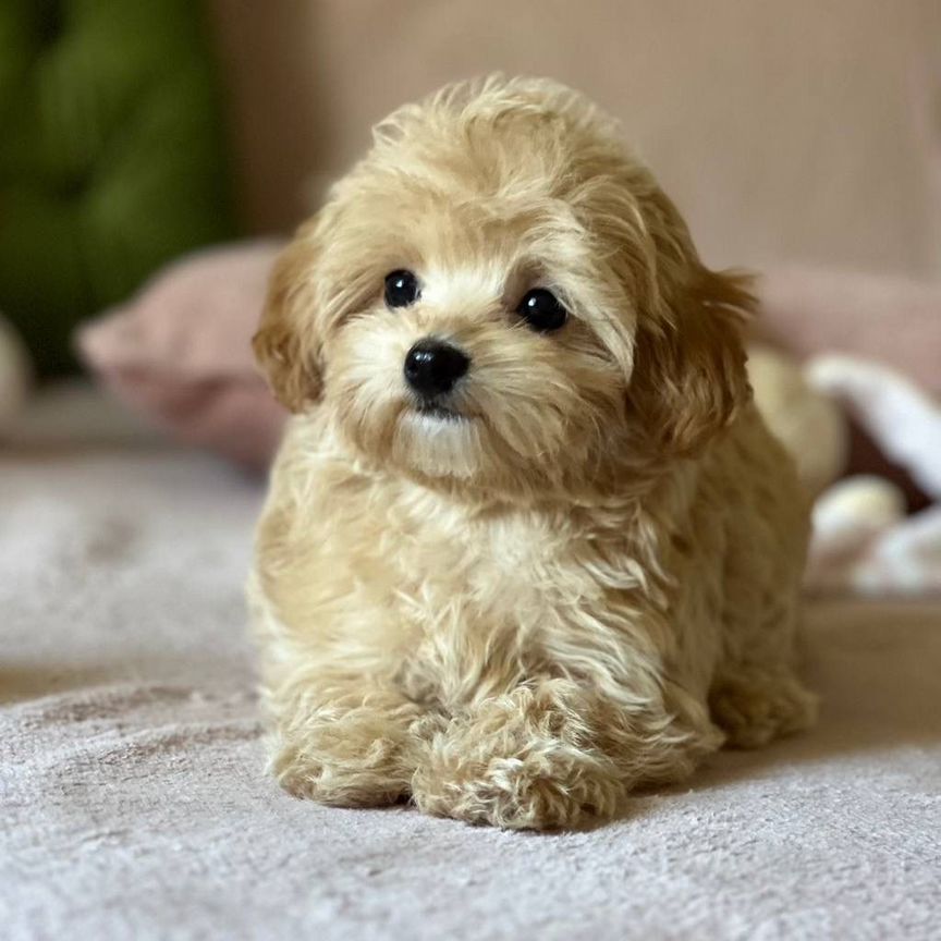 Мальтипу, щенок