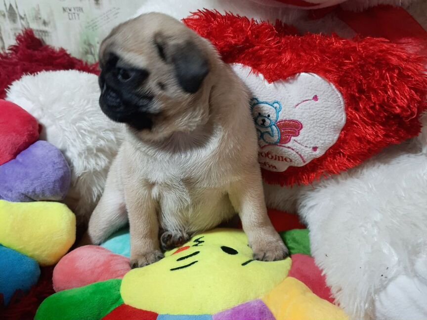 Щенки мопса