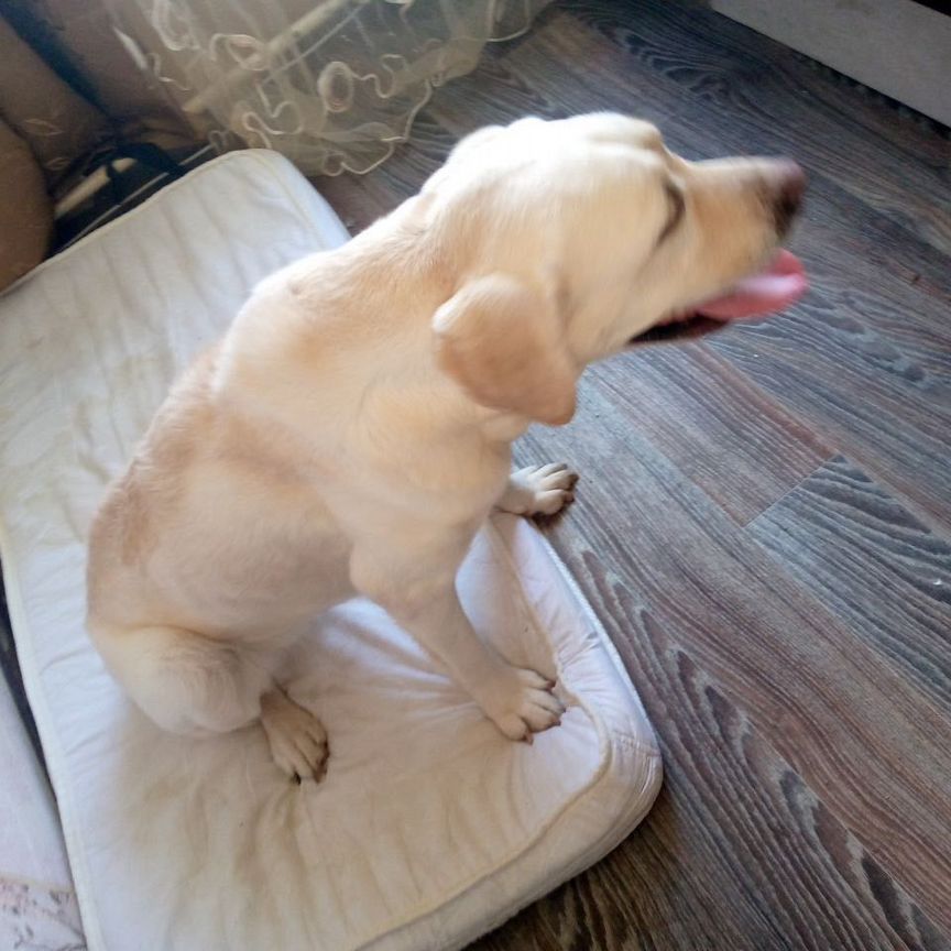 Отдам бесплатно сабаку