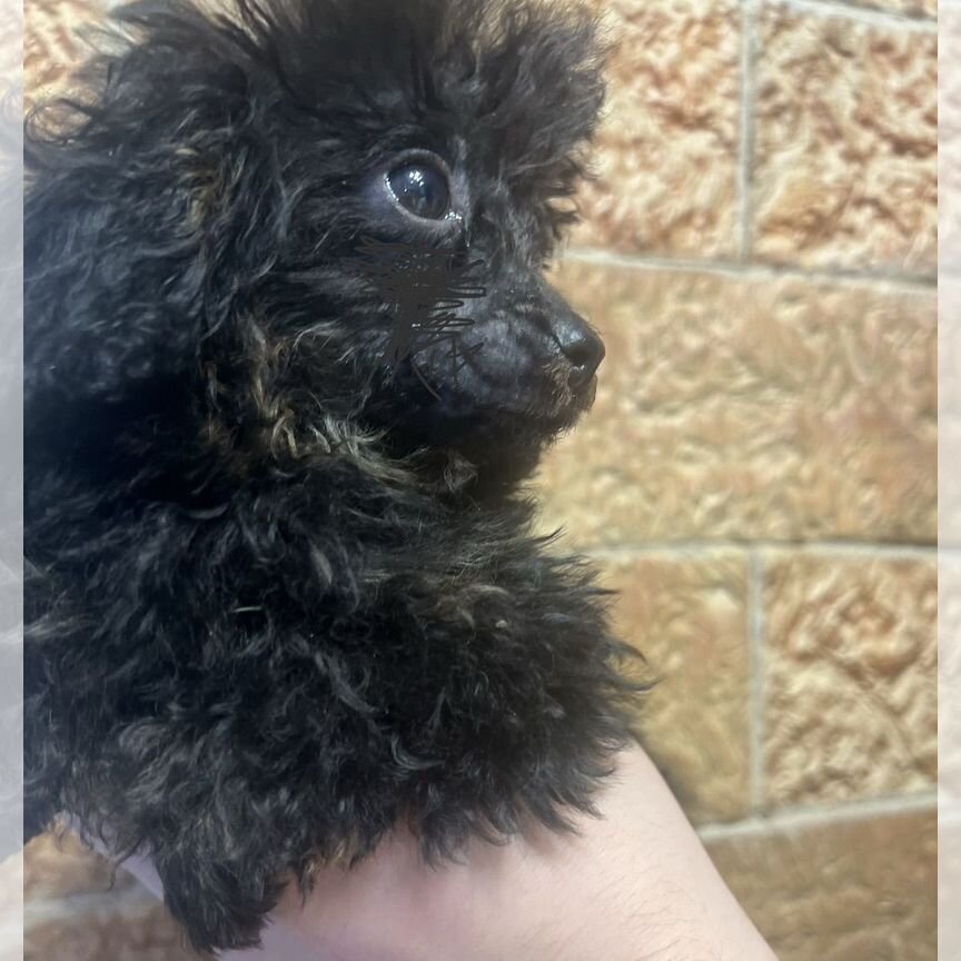 Той-пудель, щенок