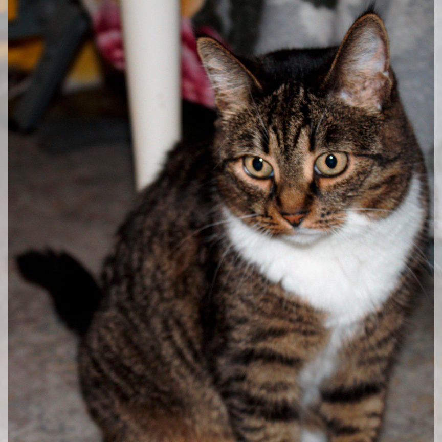 Взрослая, кошка в добрые руки