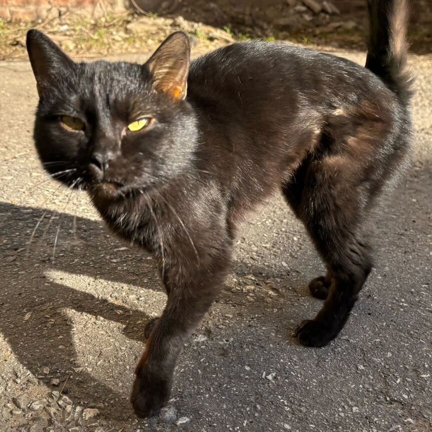 Раненый котик в добрые руки