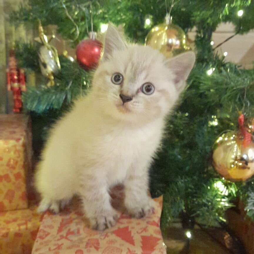 Невская маскарадная котомальчик)