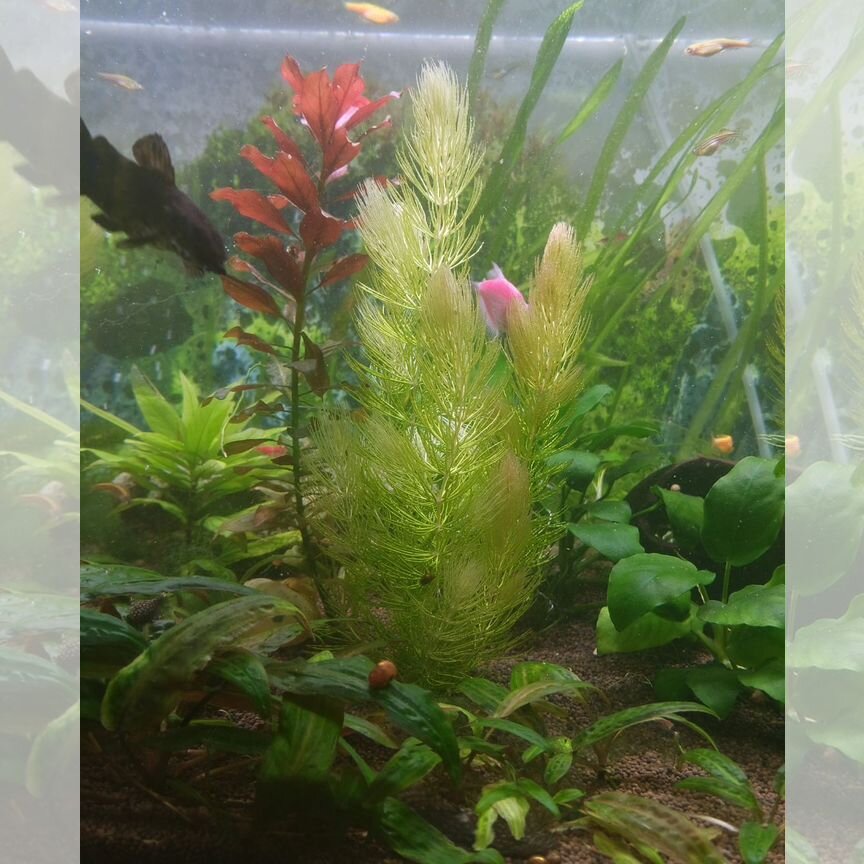 Аквариумные растения