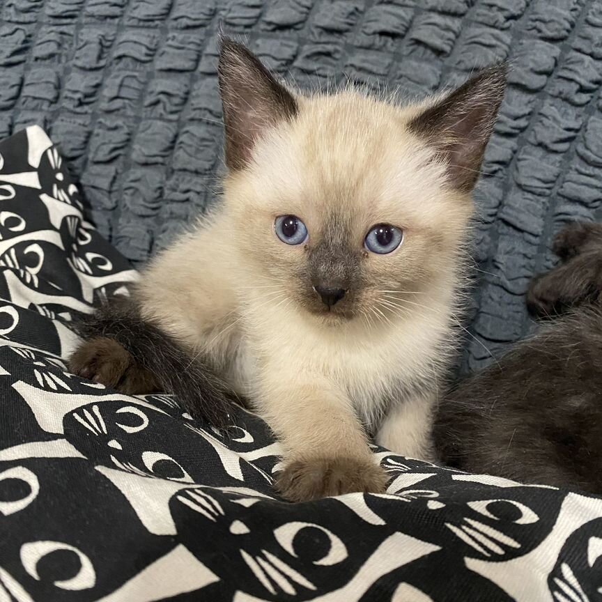 Котята