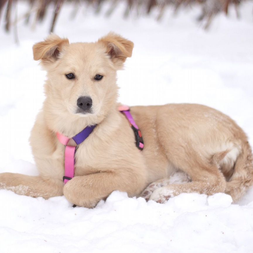 Щенок в добрые руки