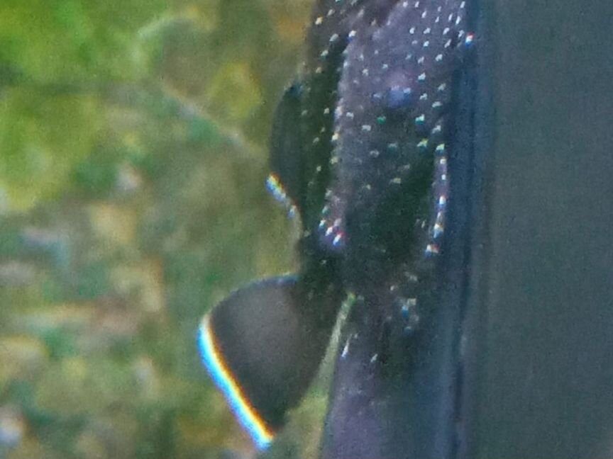 Звезчатый анциструс