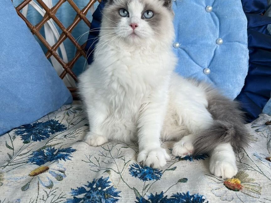 Кошки рэгдолл