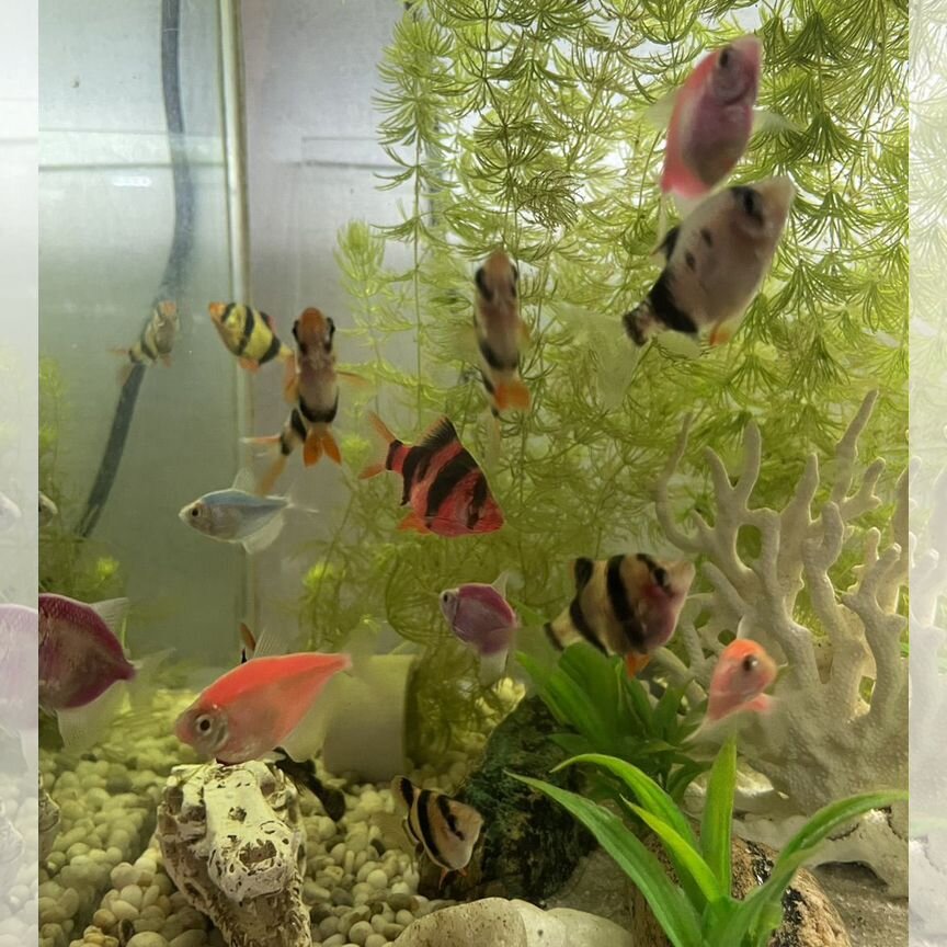 Рыбки барбусы