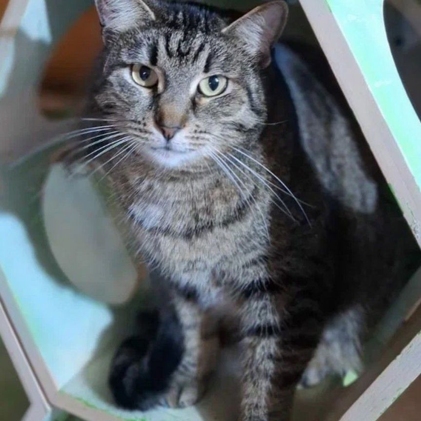 Крупная нежная кошечка Чупа.Лесной приют