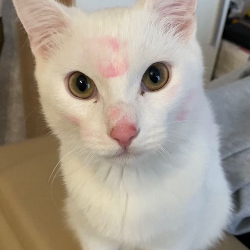 Отдам кота в добрые руки