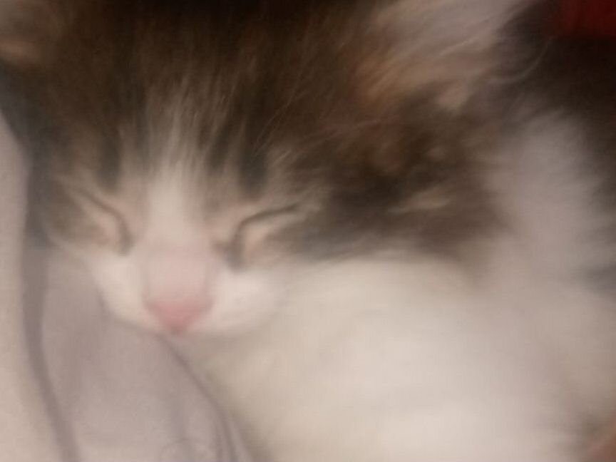 Сибирские котята