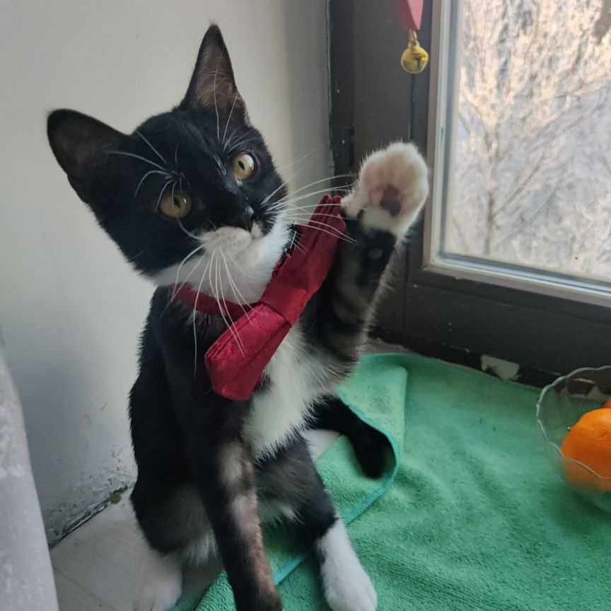 Шотландский котёнок