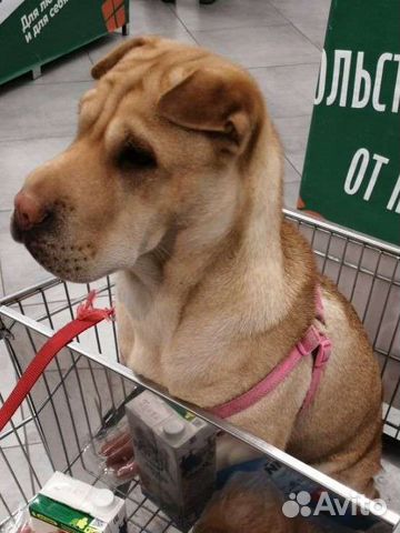 Отдам шарпея в добрые руки