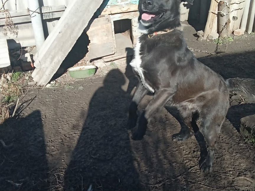 Собака в добрые руки