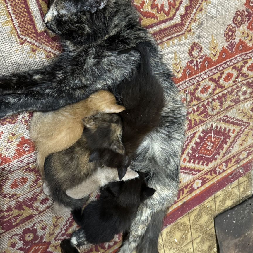 Мейн-кун котёнок