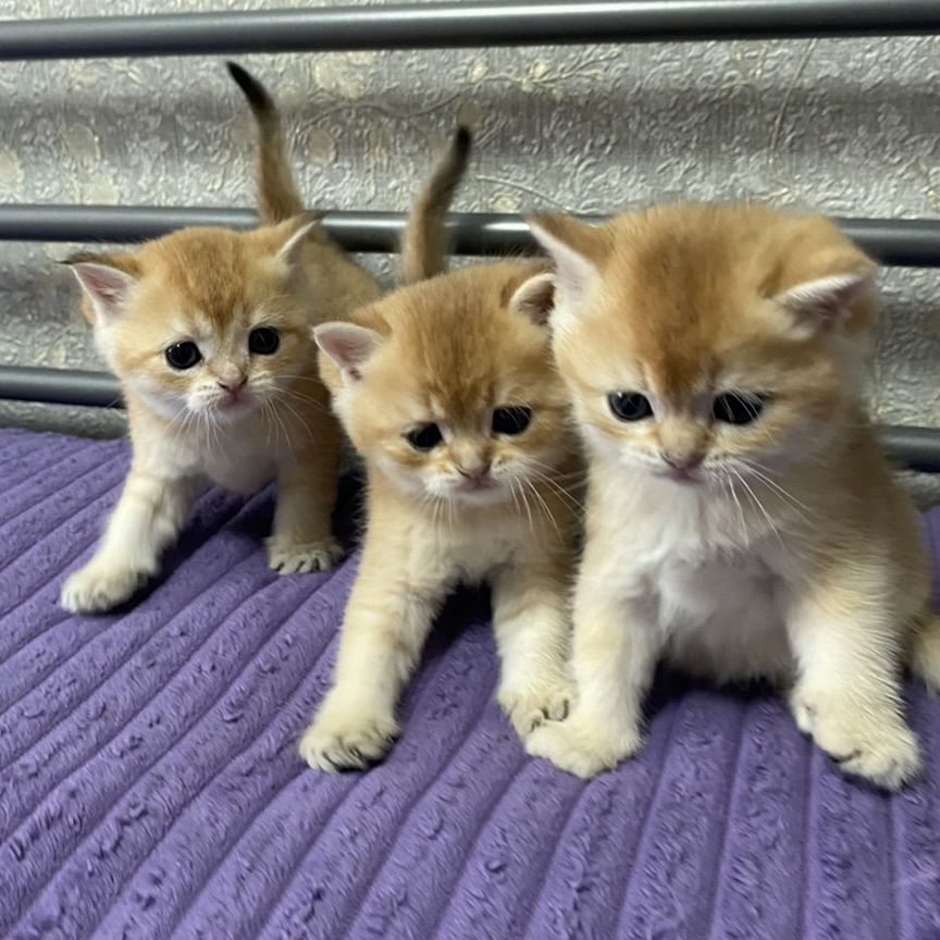Котята золотая шиншилла