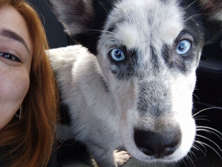 Найдена собака