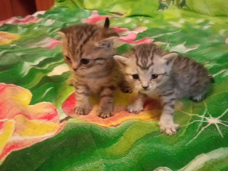 Котята