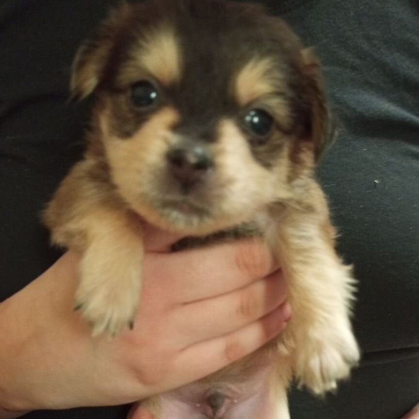 Русский той-терьер, щенок