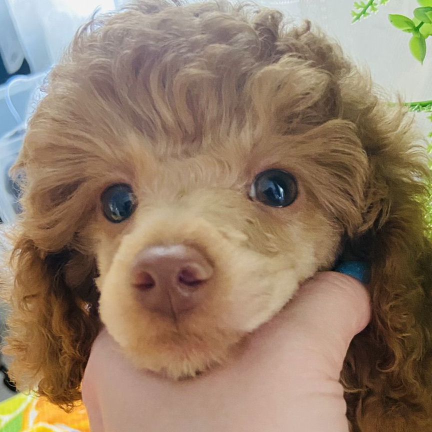 Той-пудель, щенок