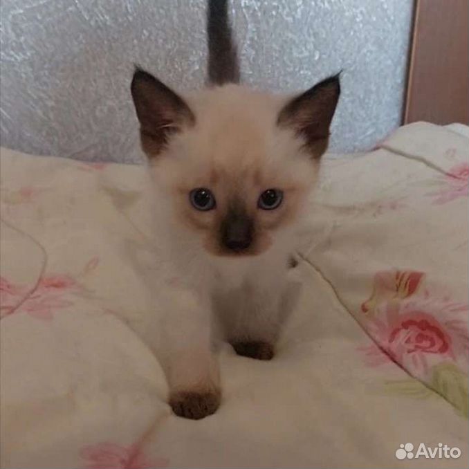 Красивущие котомалыши ждут своих мам-пап