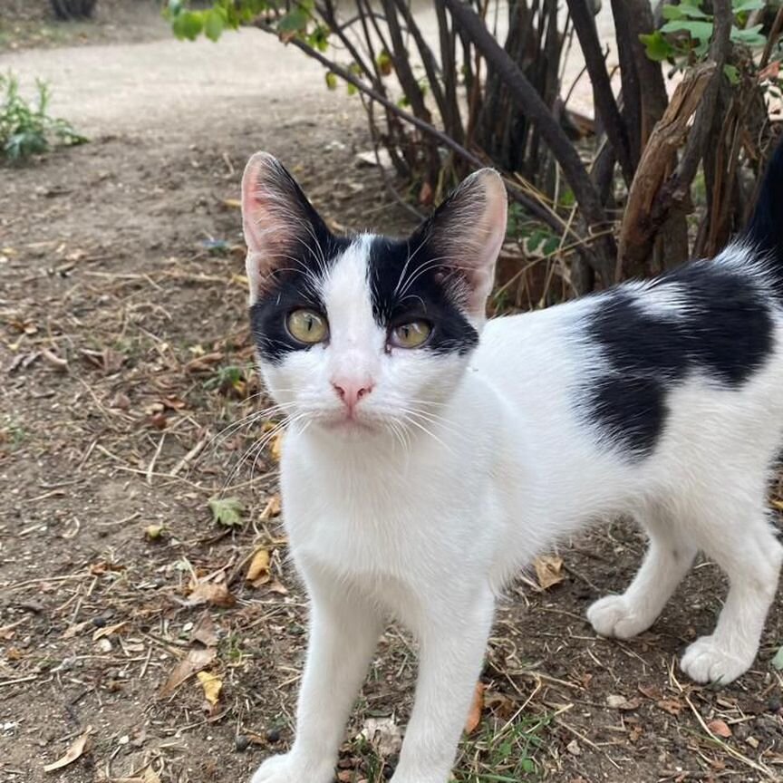 Кошки в добрые руки бесплатно