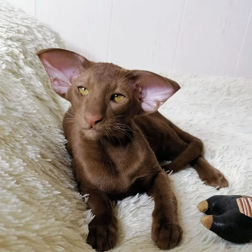 Ориентальные котята экстрим