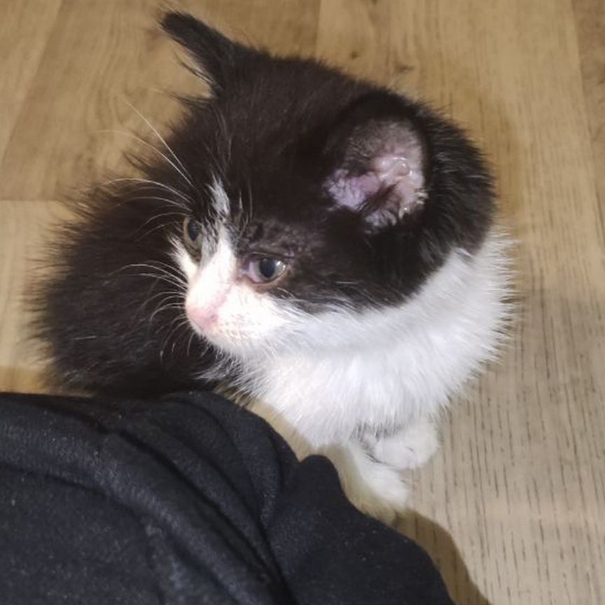 Котенок в добрые руки.Нашли на улице