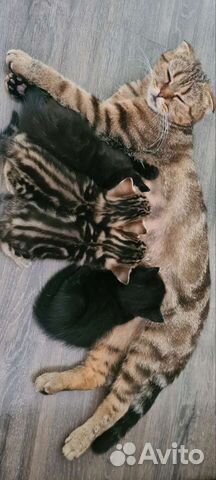 Котята шотландцы прямоухие