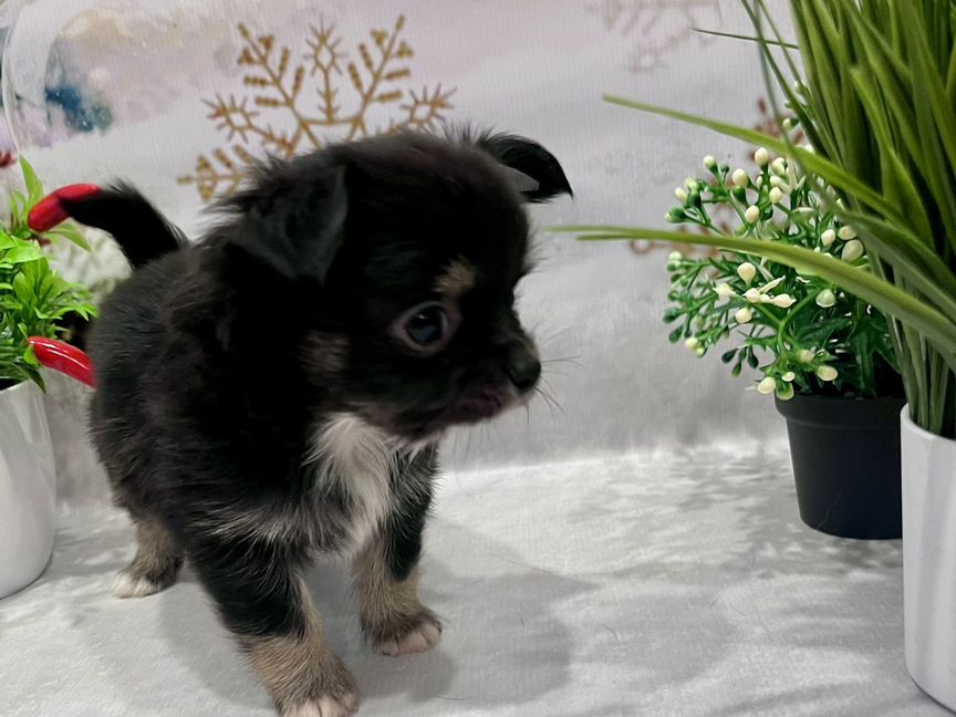 Супер ласковый мальчишка