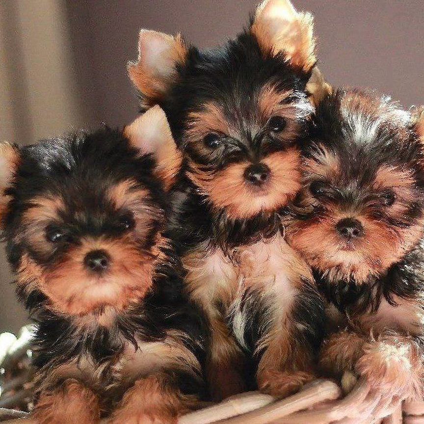 Йоркширский терьер