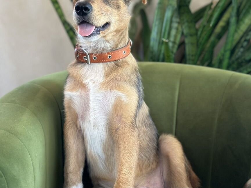 Щенок в добрые руки бесплатно мальчик