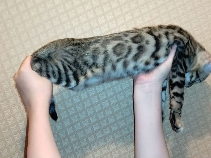 Бенгальская девочка 2мес. Бенгальские котята