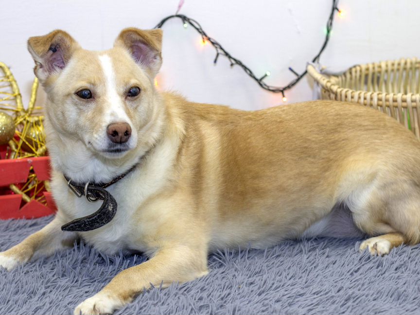 Мелкая собачка в поисках дома